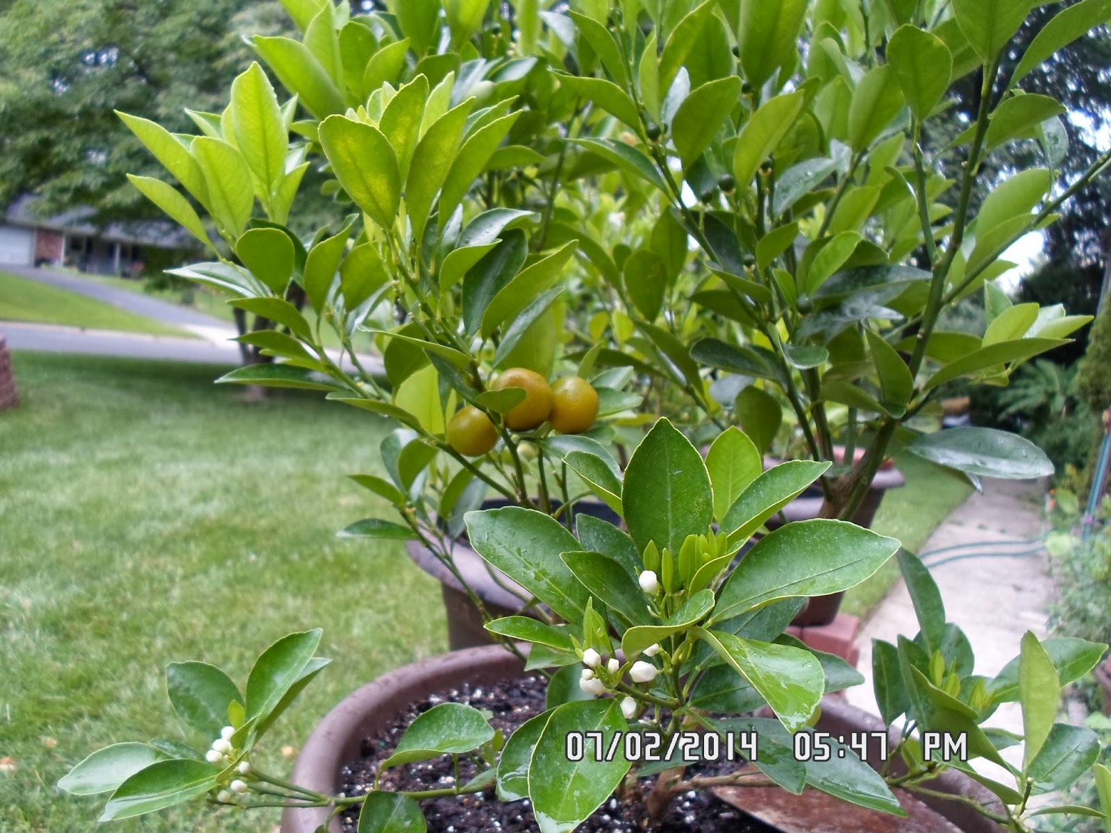 Filipino American Family Association : Philippine Calamansi (Summer 2014)*