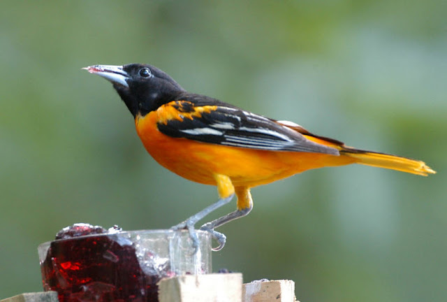 Animal You: Baltimore Oriole