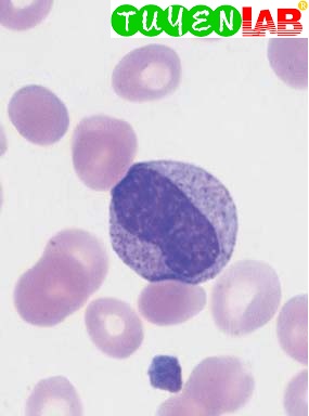 [Haematology] Normal Cells of the Blood and Hematopoietic Organs | Free ...