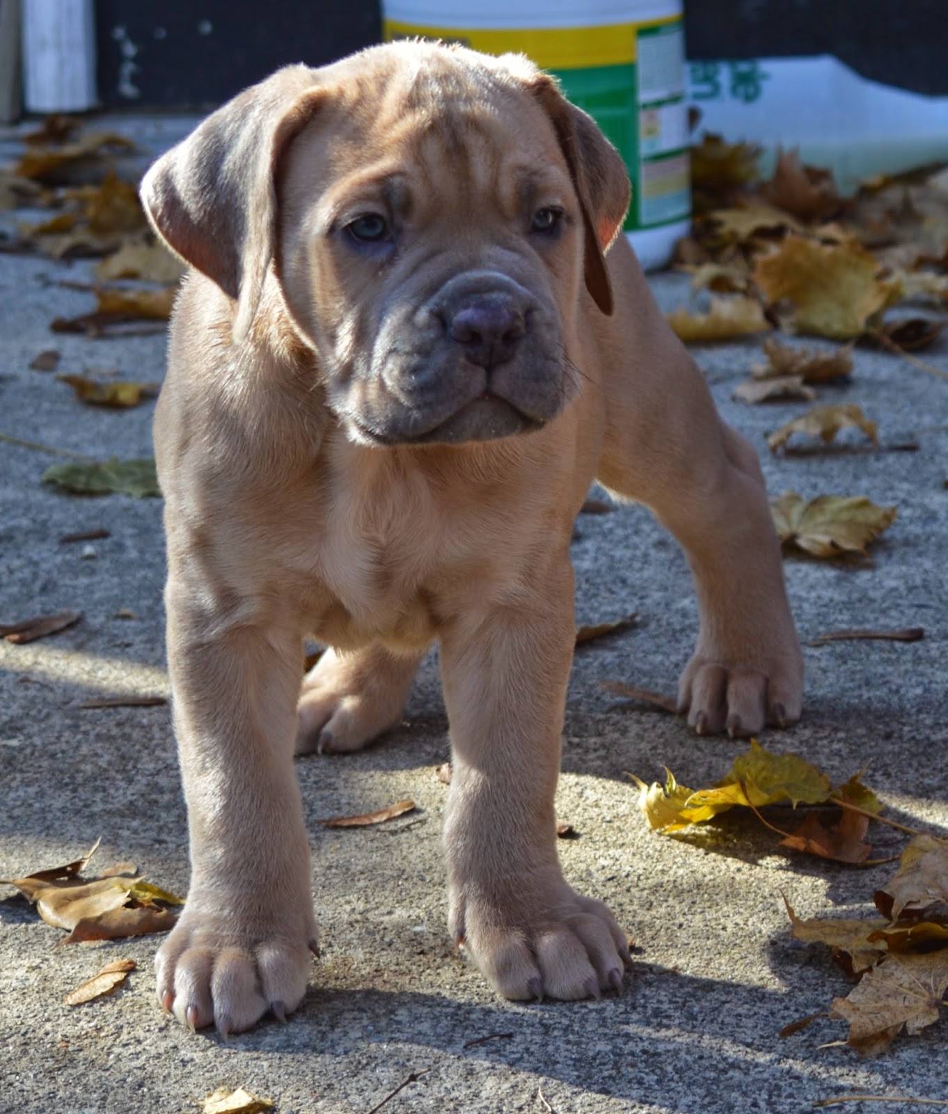 C.C. Platinum Cane Corso.: Ccplatinums Lady gaga and blue stone mac ...