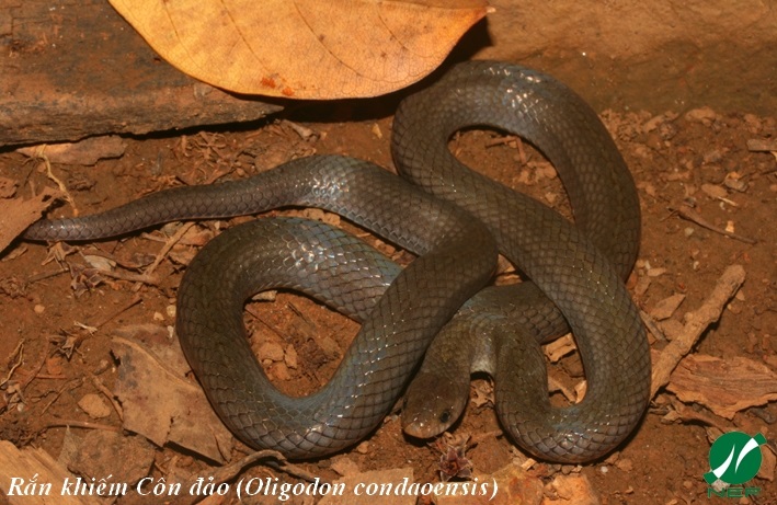 Species New to Science: [Herpetology • 2016] Oligodon condaoensis • A ...