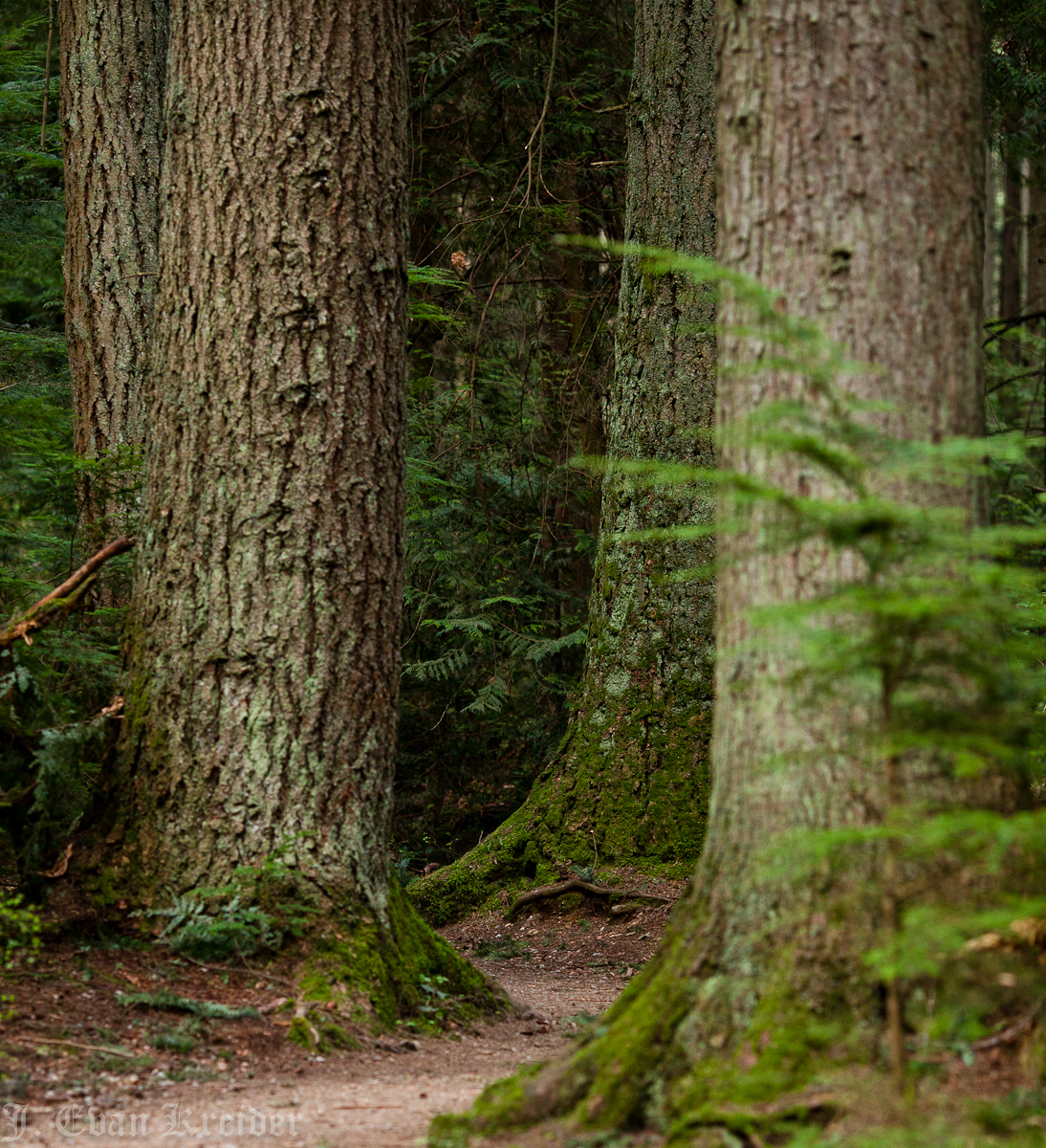 Kreider's Korner Photographs: Sword Fern Trail, Pacific Spirit Park ...