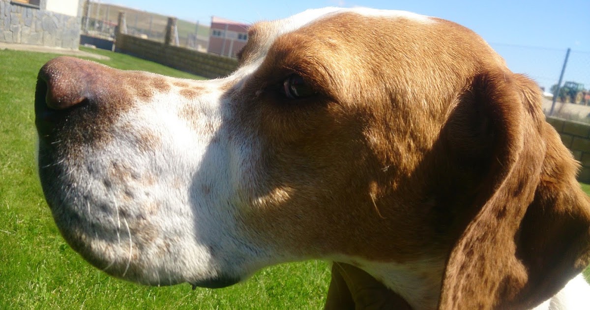 POINTER D'ALBENSE: HEMBRAS