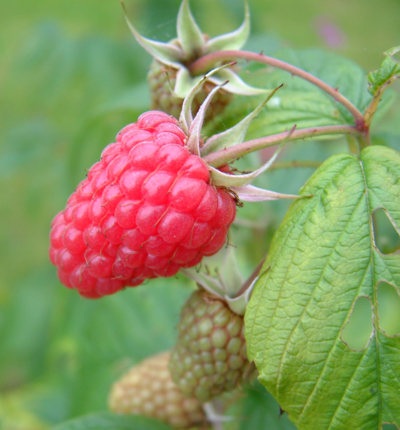 Dartmoor Ramblings: September 2012