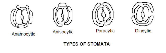 Types of stomata