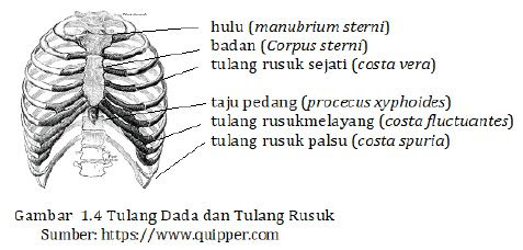 Materi Rangka Manusia Mapel Biologi kelas 11 SMA/MA - Lemari Soal