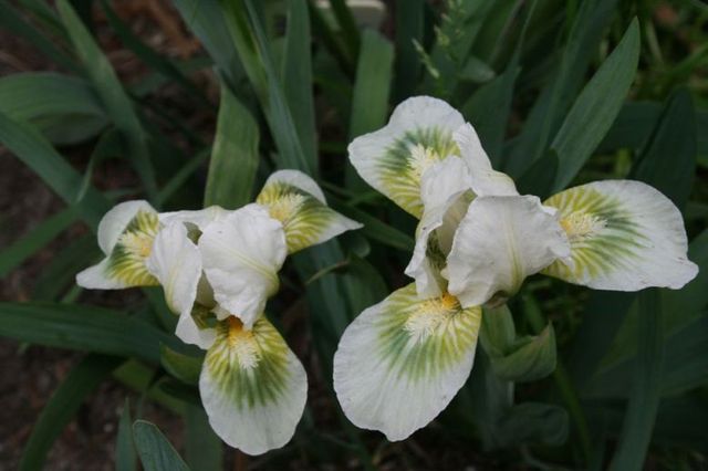 World of Irises: Green? It ain't easy!