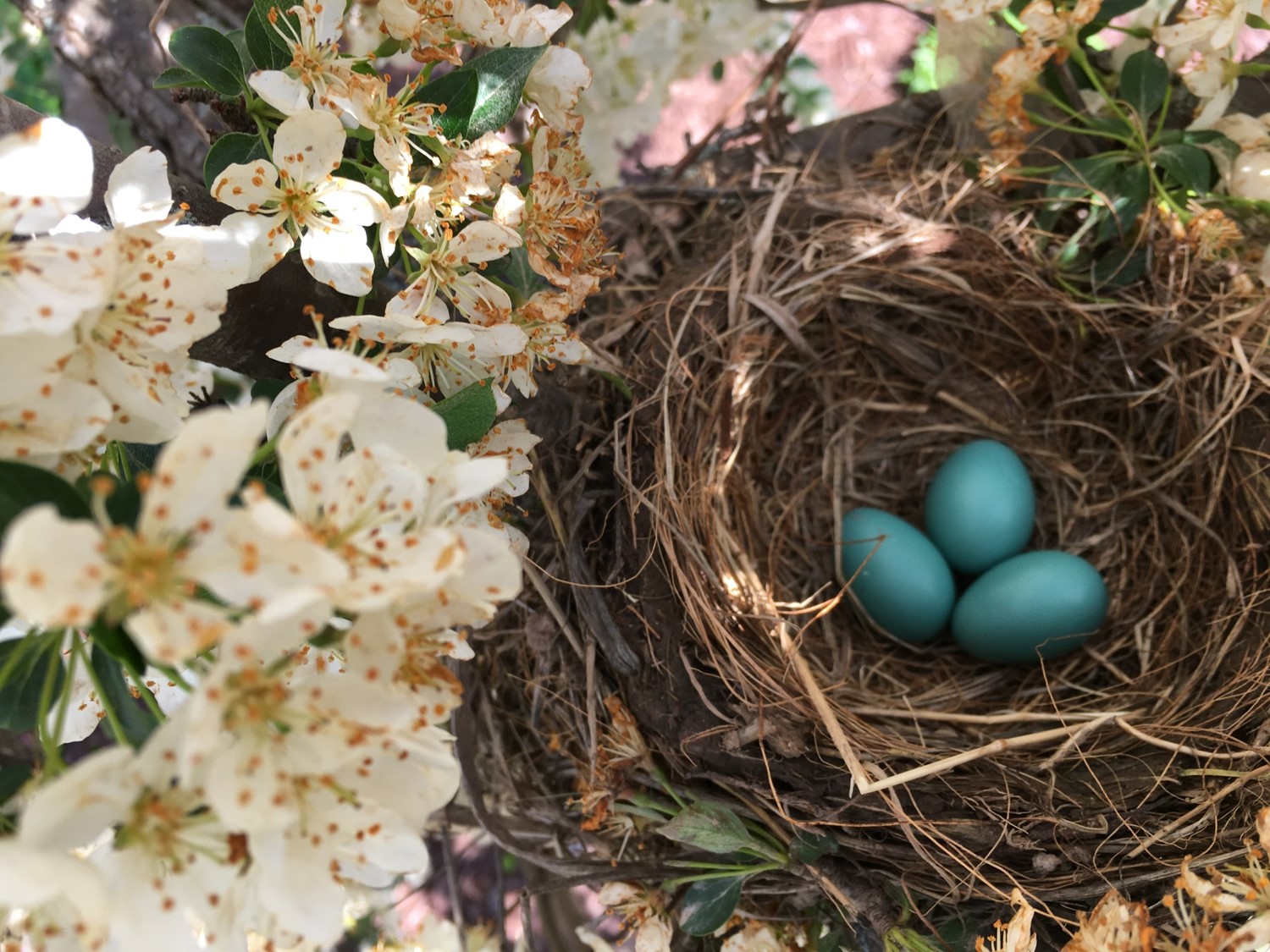 Butz's Blog: Let Go and "Kick 'em Out of the Nest"