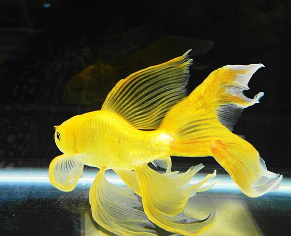 yellow fish