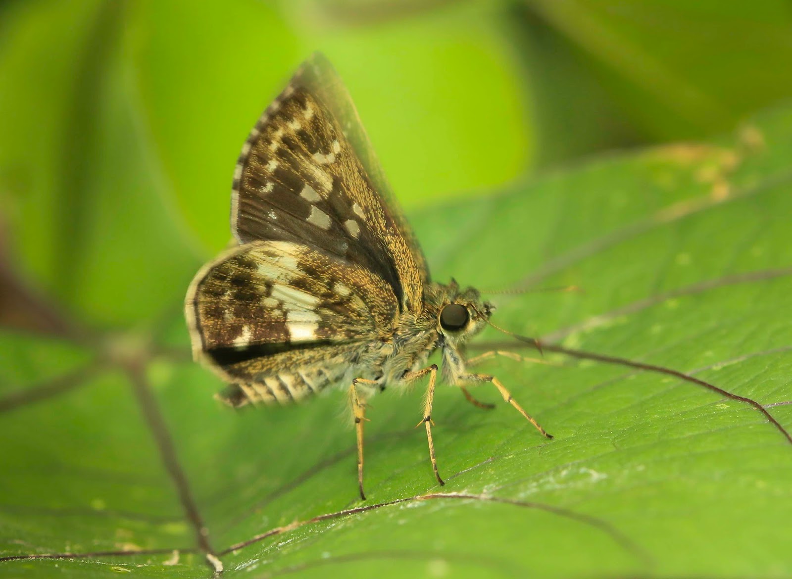 Butterflies of Vietnam: 103. Halpe cf. porus (The Moore's Ace)