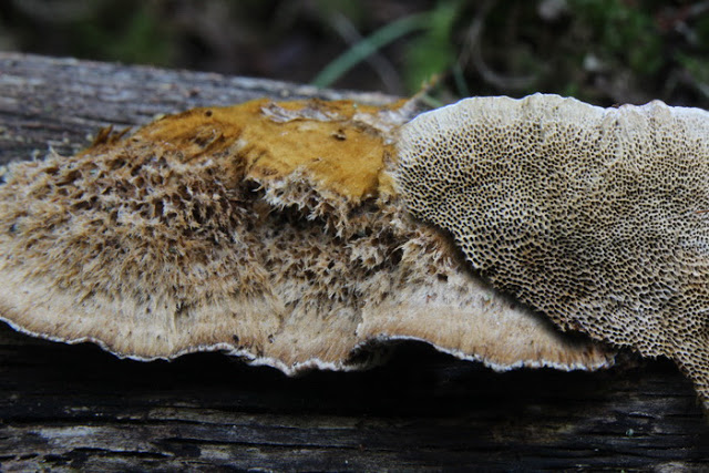 HONGOS DE AMERICA Y OTROS CONTINENTES: FAMILIA: Polyporaceae. GENERO ...