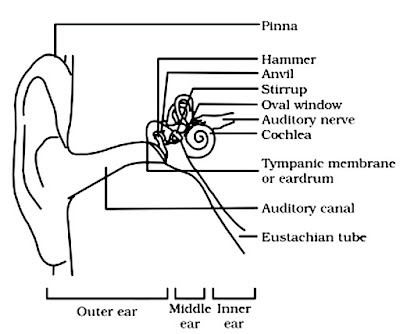 Simple ear diagrams | Ear diagram with labels | Inner ear diagram ...