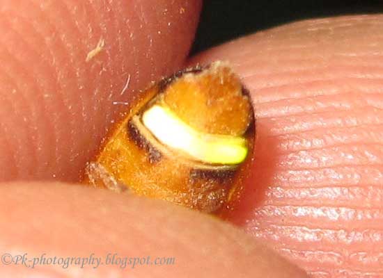 Lightning Bugs | Nature, Cultural, and Travel Photography Blog