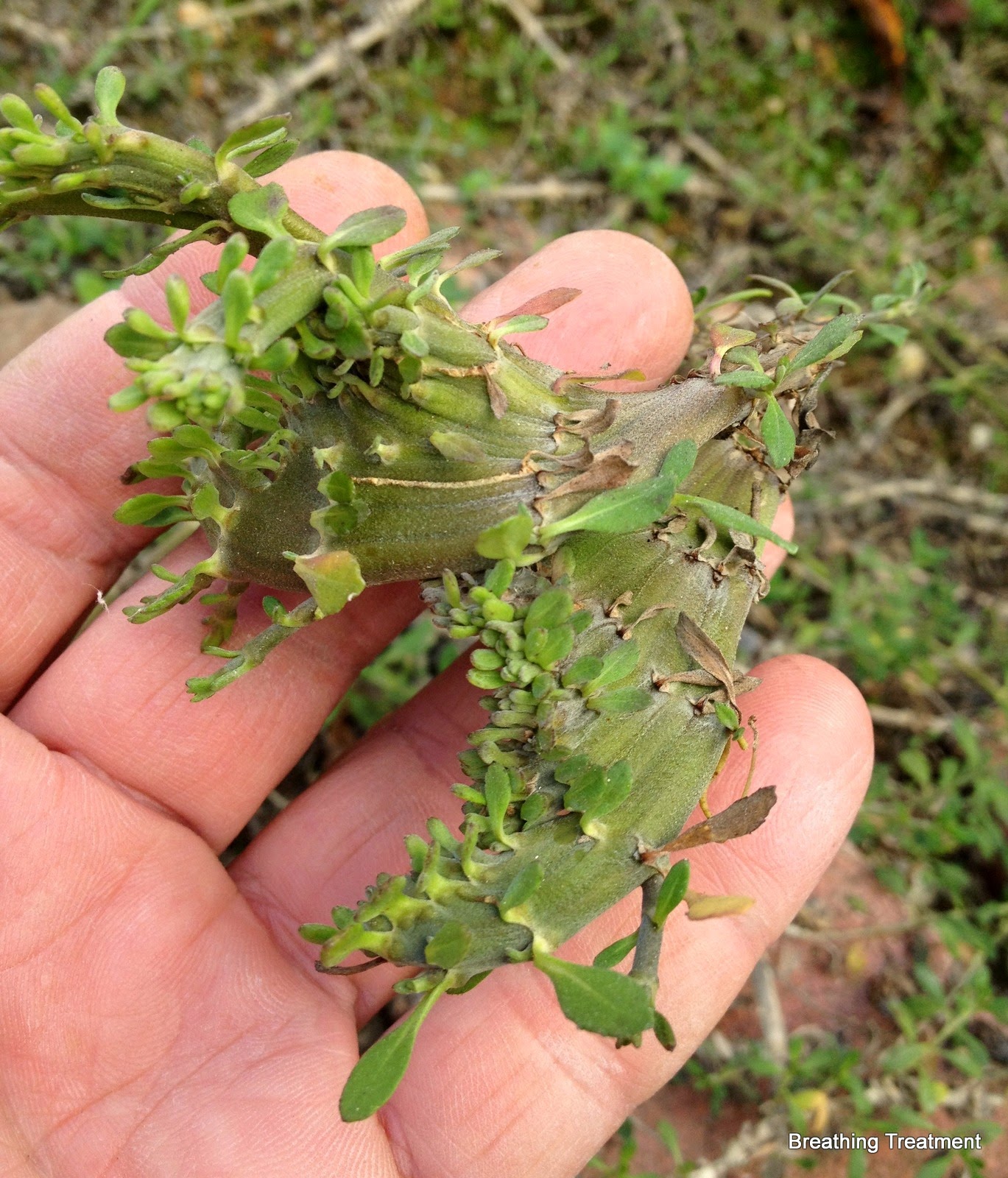 Breathing Treatment: ...perhaps that's why they call it frog fruit