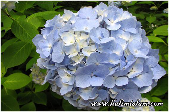 11 jenis bunga tercantik di dunia