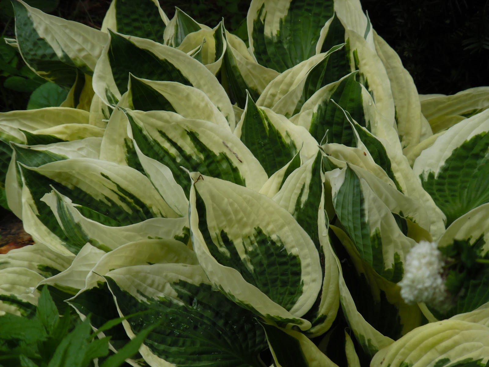 Ogród Tamaryszka: HOSTY - ROŚLINY DO CIENIA