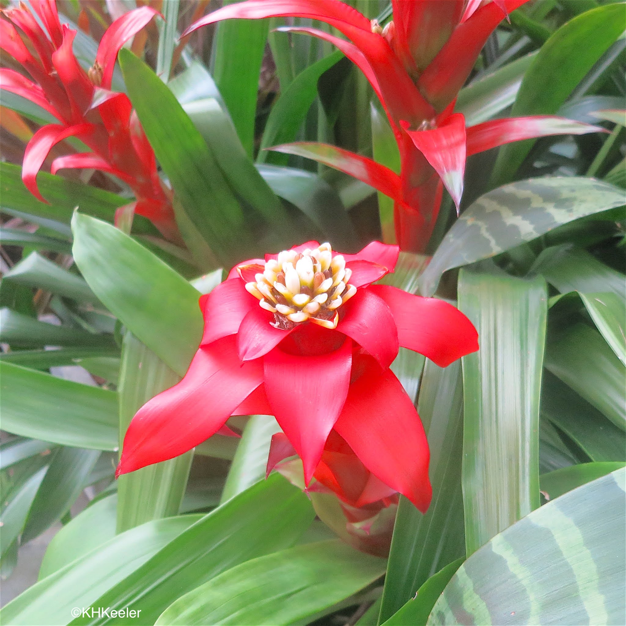 A Wandering Botanist: A Gallery of Bromeliads