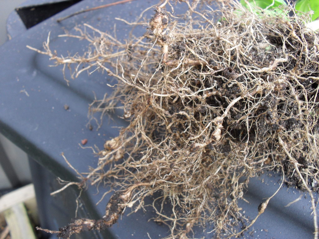 cardinal cyn: 3 Garden problems fixed by Marigolds!