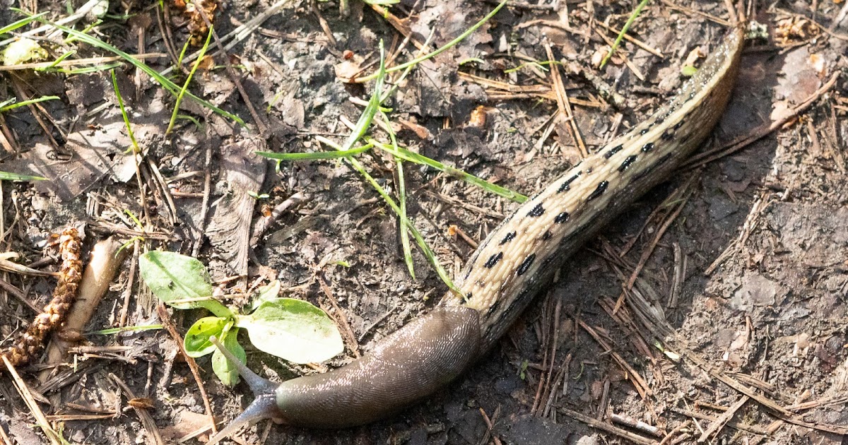 Luonnon luomaa: Työstressiä ja ukkoetana