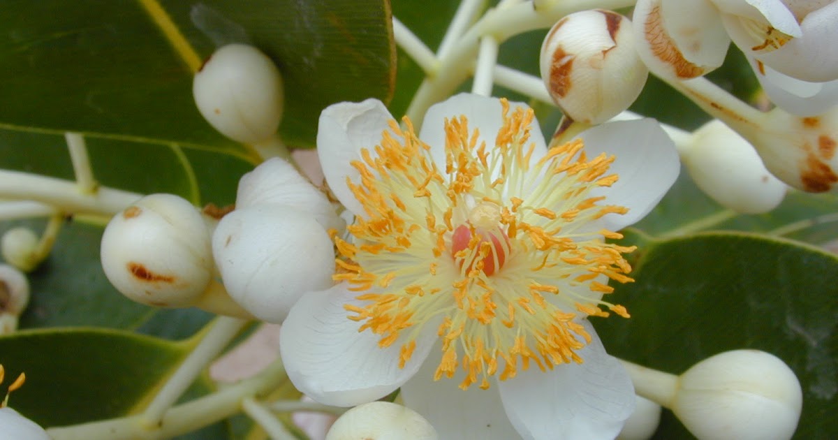 கவிதாயினி: புன்னை மரம்