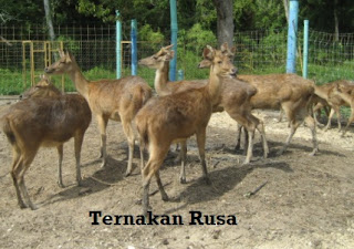 Anim Agro Technology: TERNAK RUSA - BERI PULANGAN BAIK?