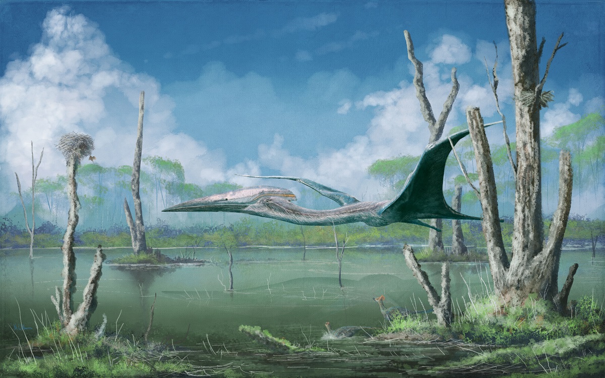a mesozoic field guide: The Pterosaurs