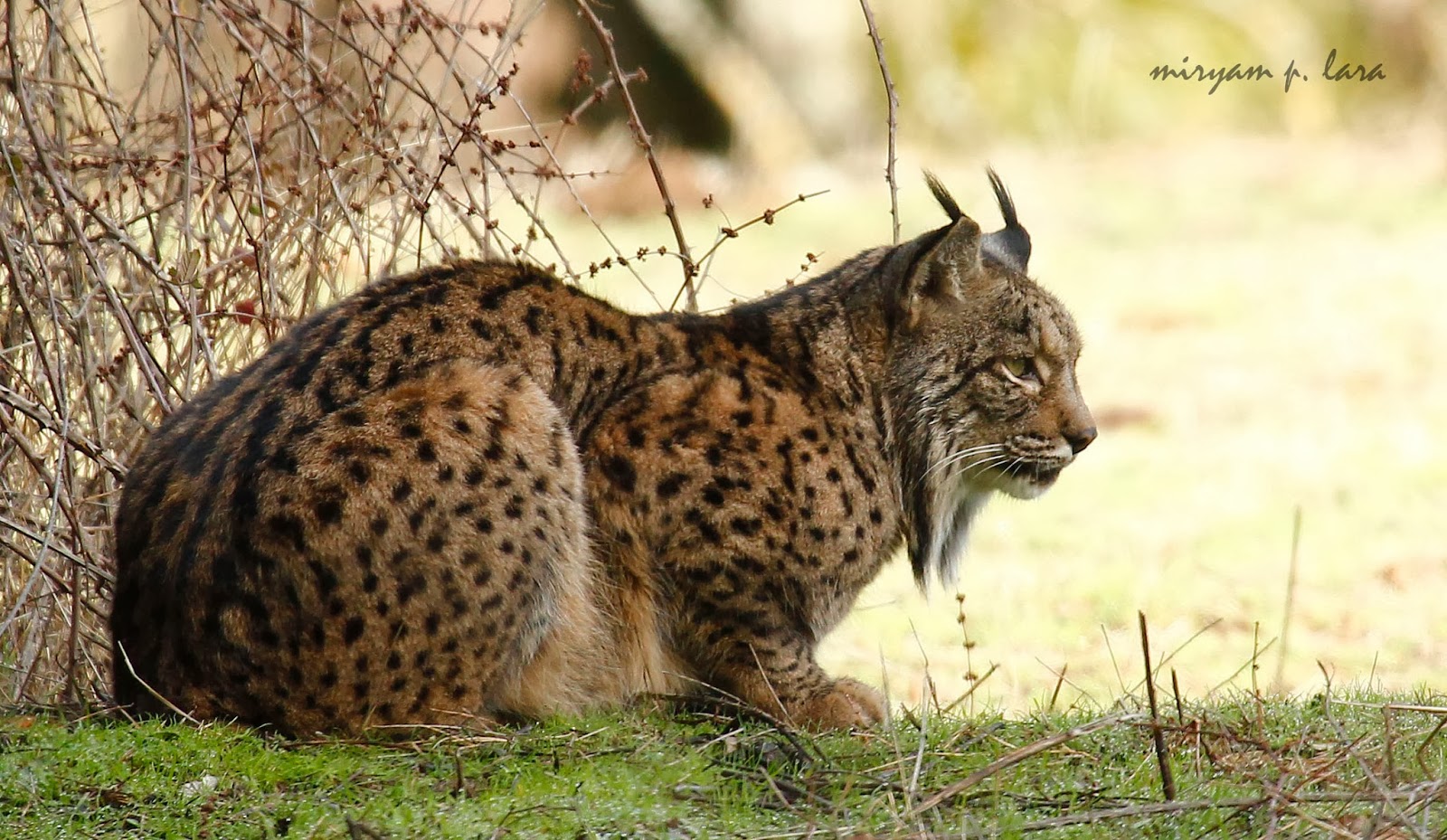 Imagen Natural: El gato clavo