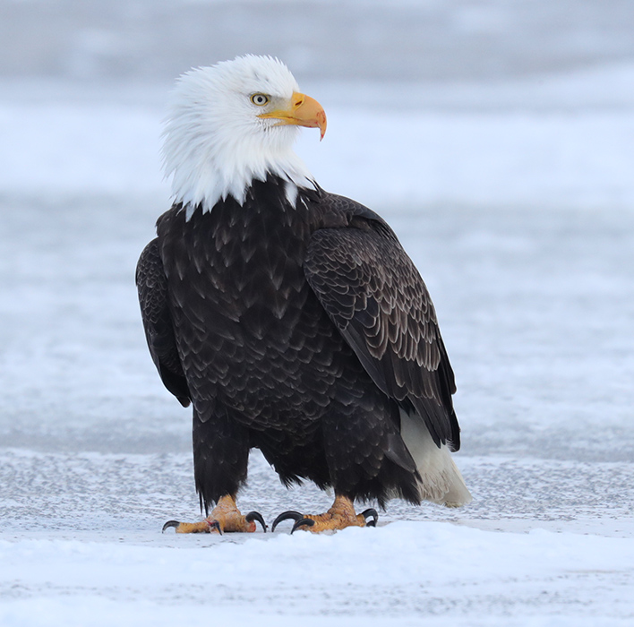 The Bruce Mactavish Newfoundland Birding Blog: Bald Eagle on The Run