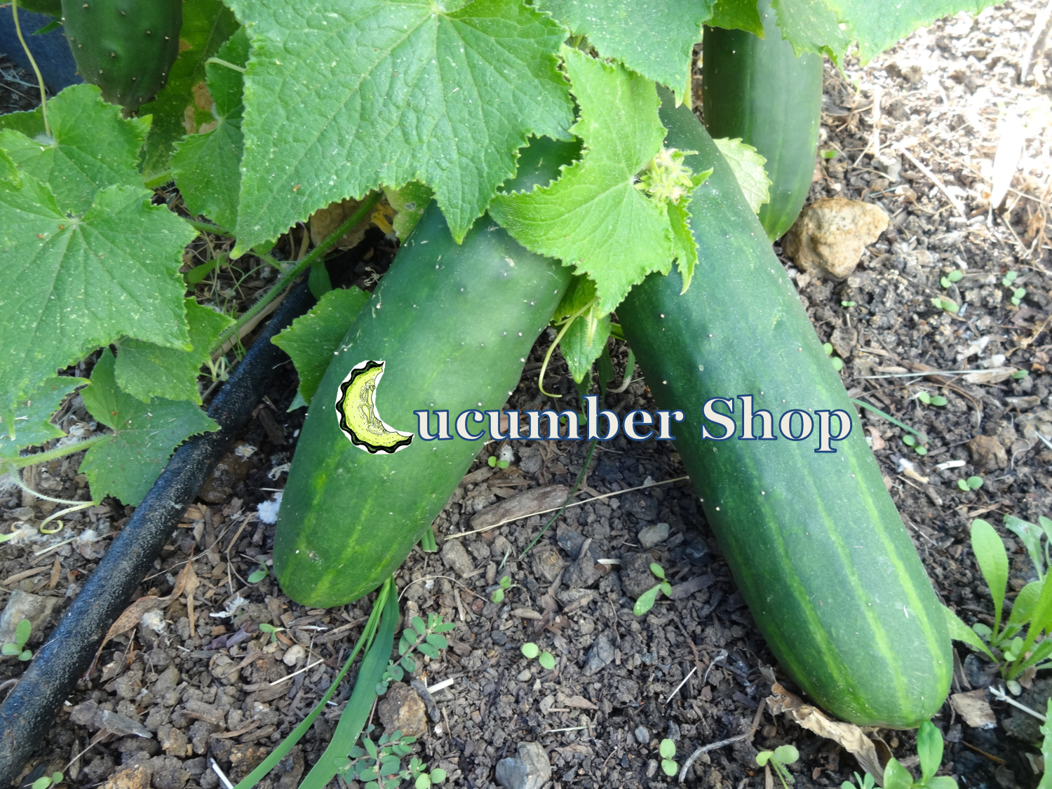 The Scientific Gardener: Cucumber Shop