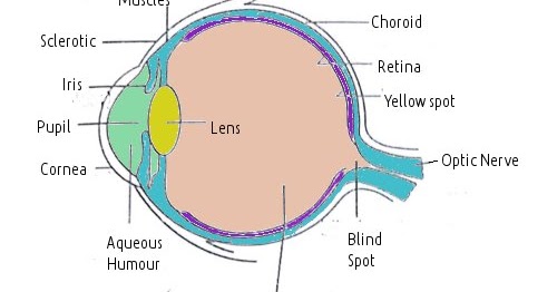 CBSE Papers, Questions, Answers, MCQ ...: CBSE Class 10 - Physics - The ...