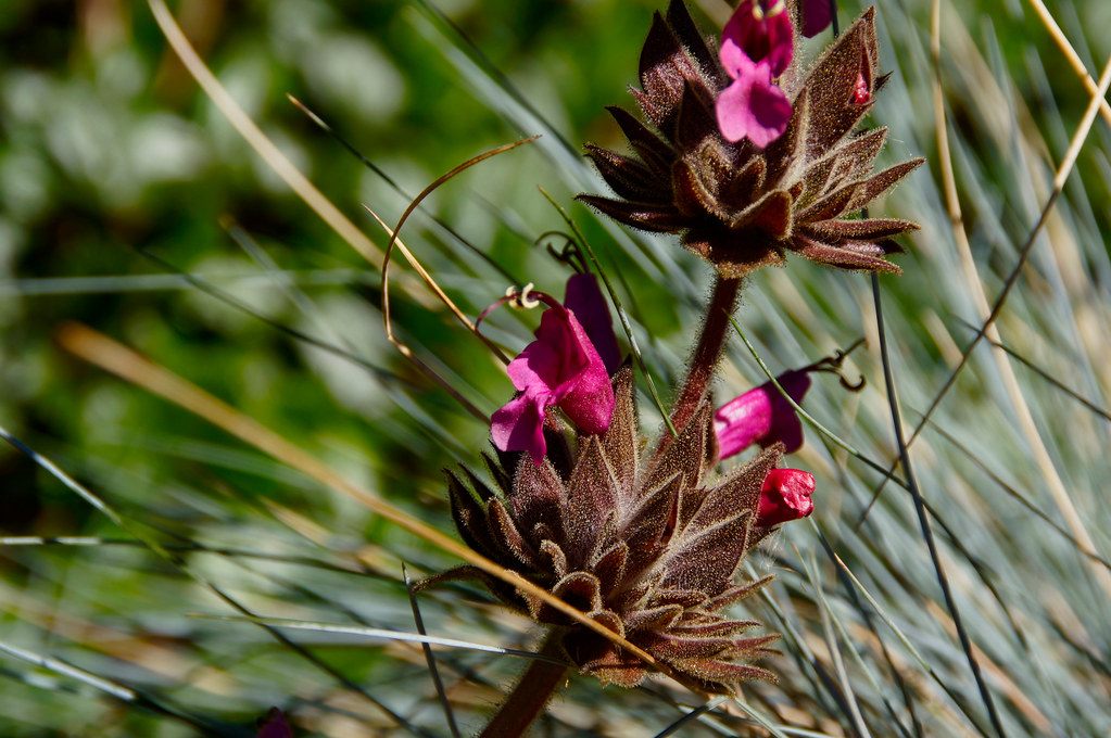 Salvia spathacea - Hummingbird sage care and culture | Travaldo's blog
