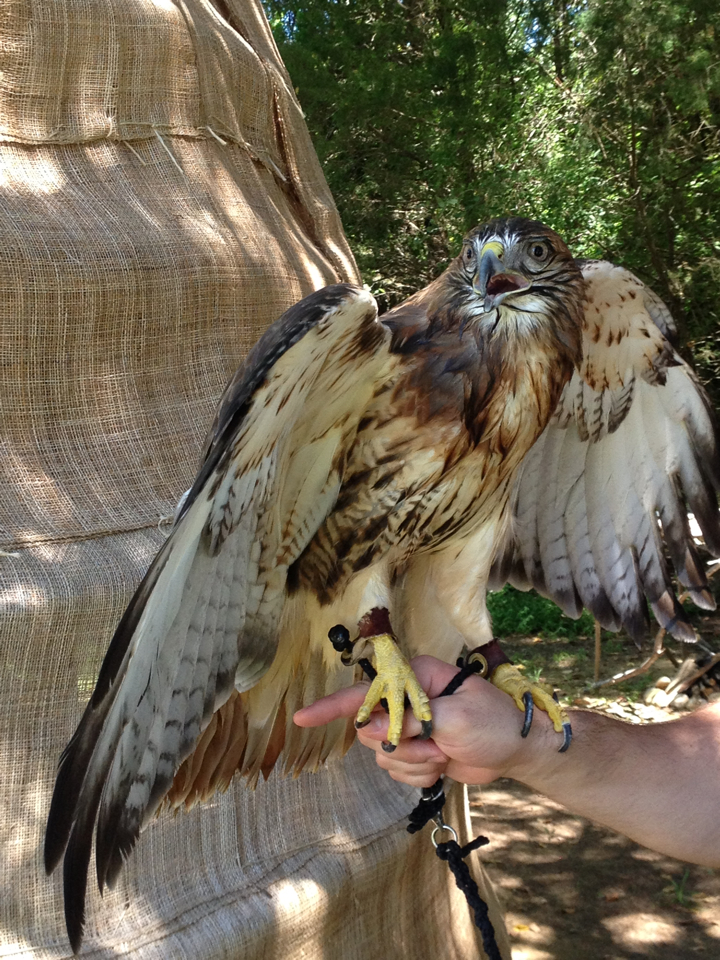 Kathryn Louise Wood Author Blog: Feeling Hawkish...the hawk in Native ...