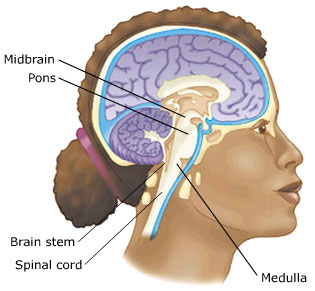 The Upper Cervical Blog: Diabetes, Brain Stem and Upper Cervical Care
