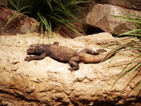 My Zoo: Common Chuckwalla & Gila Monster