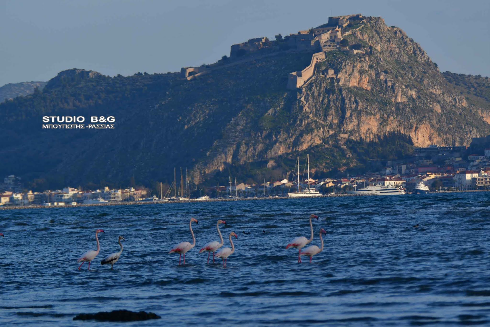 Φωτογραφία: ΦΛΑΜΙΝΓΚΟ ΣΤΟ ΝΑΥΠΛΙΟ.