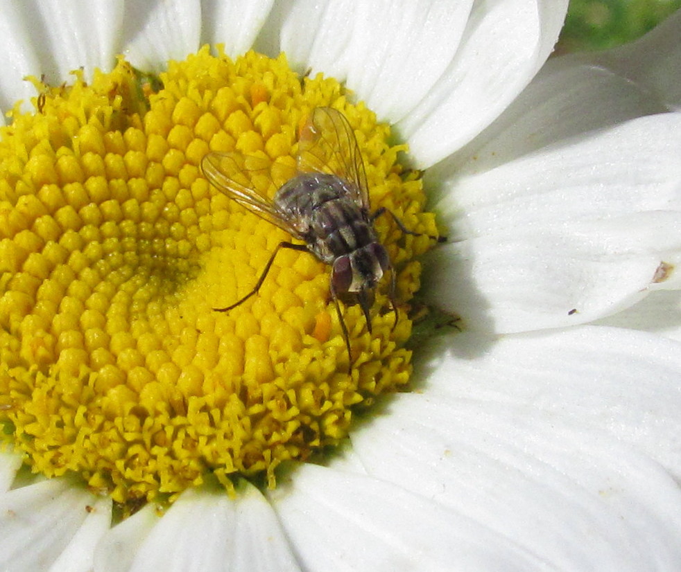 Bug Eric: The Stable Fly
