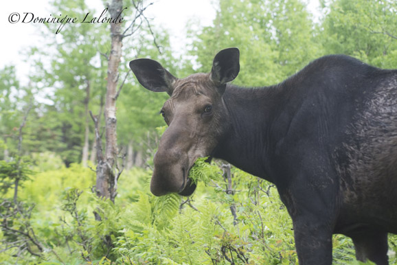 Dominique Lalonde Wildlife Photographer: Orignal femelle