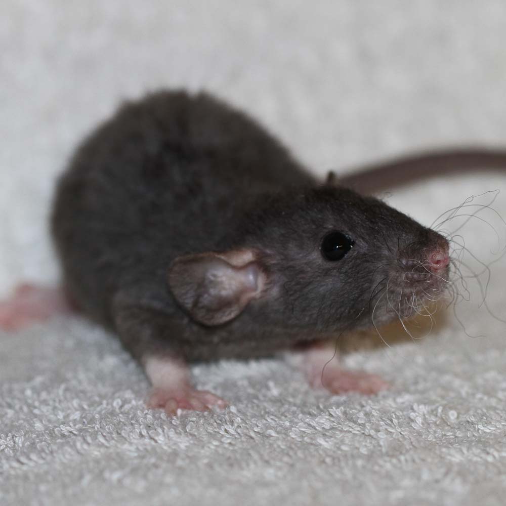 Rats From Mars Fancy Rat Rattery Phoenix Arizona Harley Dumbo Rats