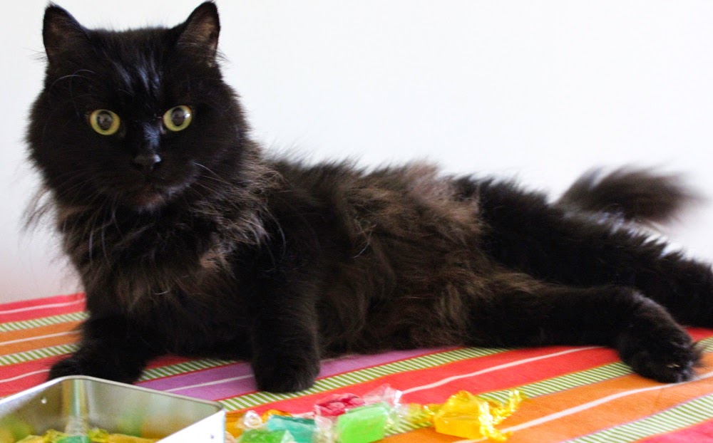 Gatos y gatitos angora: 7 Cuidados básicos de un gato angora