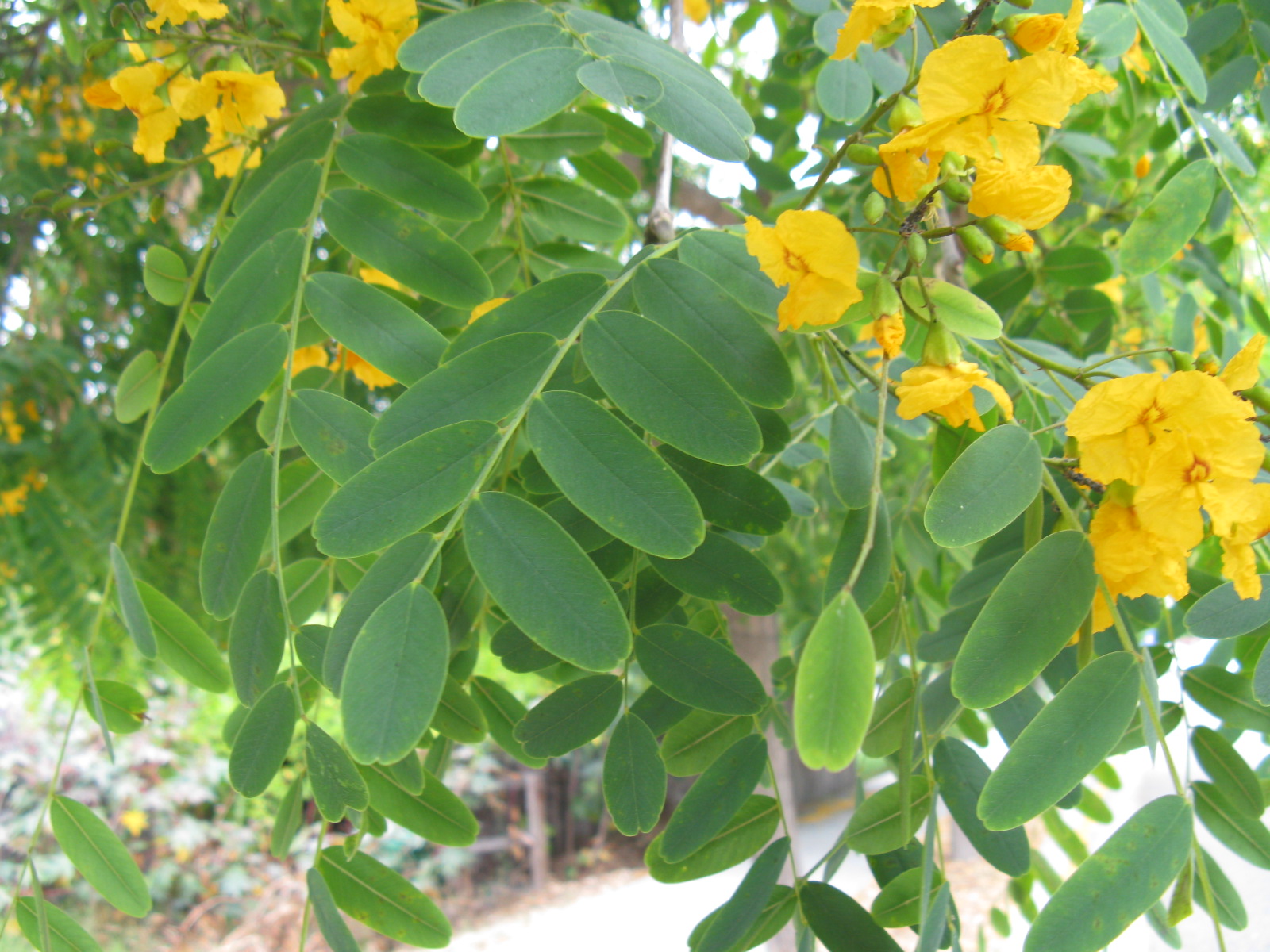 Trees of Santa Cruz County: Tipuana tipu - Tipu Tree