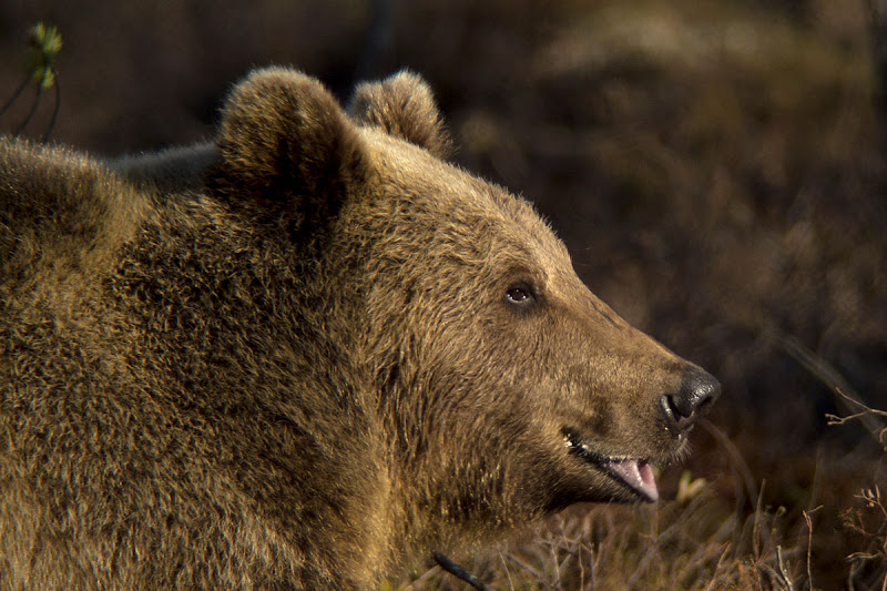 Weedon's World of Nature: Bear Bum (& other digiscoped bears)