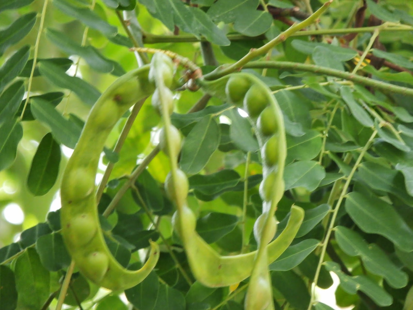 Everything Jonathan: Changi Coastal Broadwalk