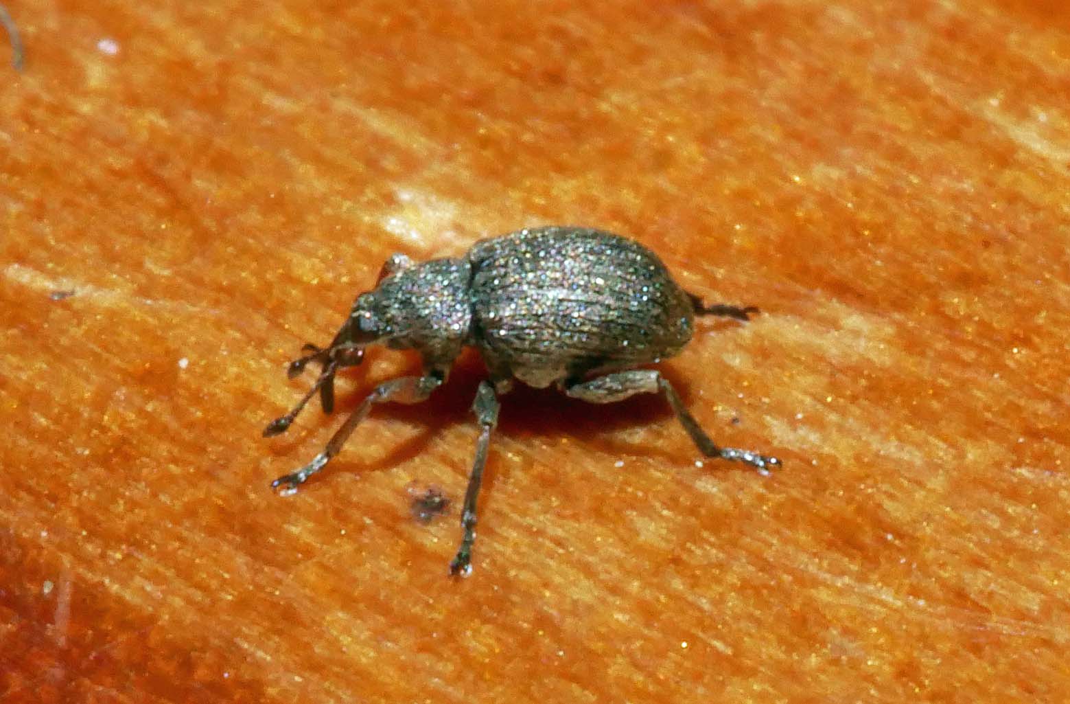 CABINET OF CURIOSITIES: Gorse seed weevils