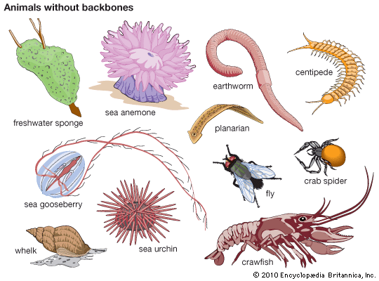 INVERTEBRATE ANIMALS ~ MY ENGLISH AND SCIENCE