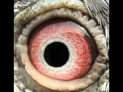 The connection of pigeon eye signs with breeding and flying abilities