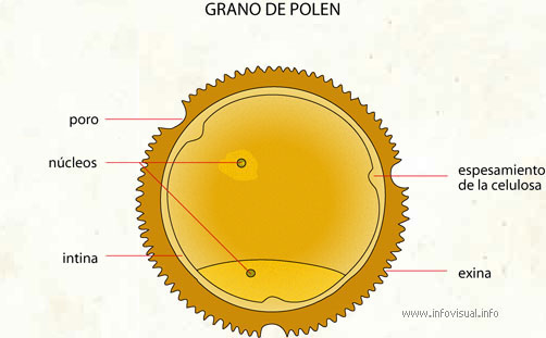 Alergia de Polen: Polen y Alergia