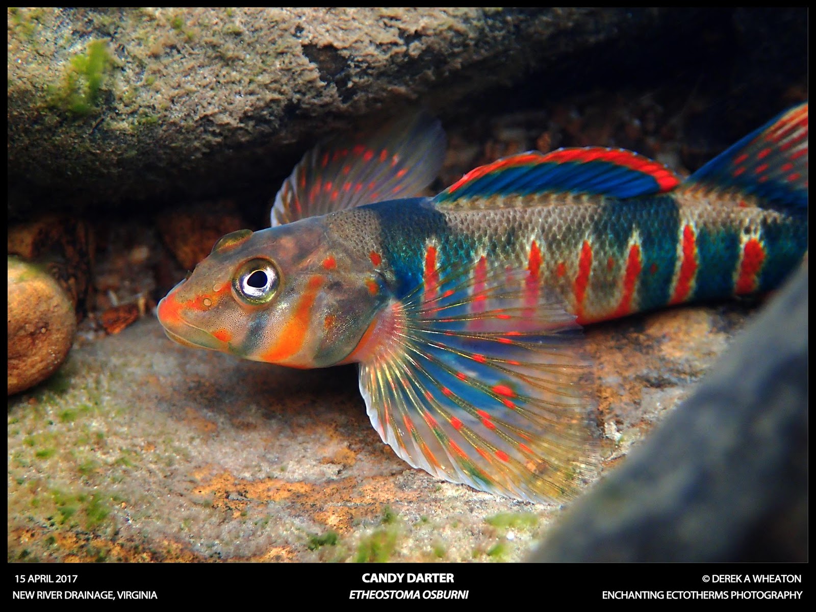 Virginia Tech Ichthyology Class : October 2017