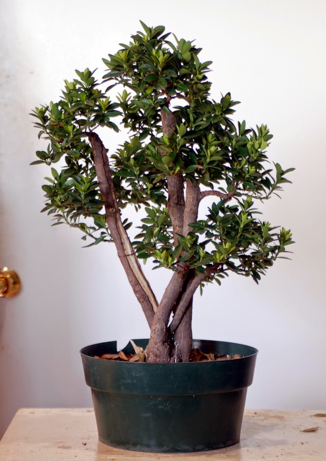 Heart of Texas Bonsai: Boxleaf Euonymus #43 - a prize in every box!