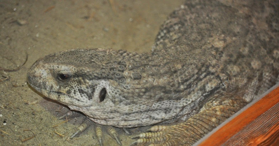 ZOOTOGRAFIANDO (6.100 ANIMALS): VARANO DE SABANA / SAVANNA MONITOR ...