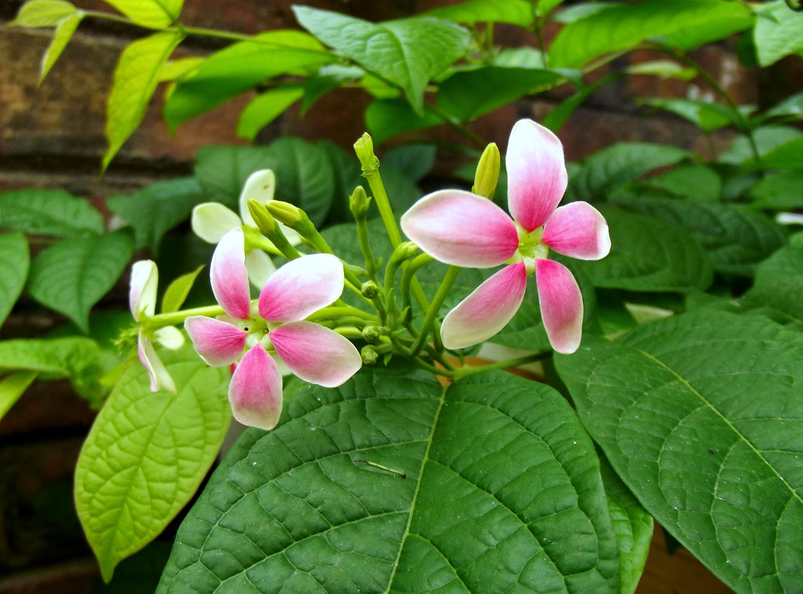 The Dream Weaver : My Rangoon Creeper, My Parijaat - (Combretum Indicum)